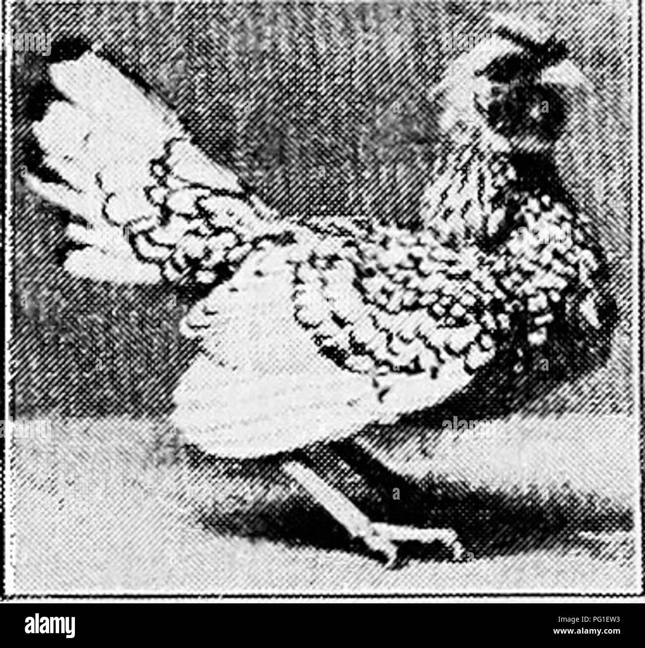 This guide to poultry culture explores best practices for raising ...