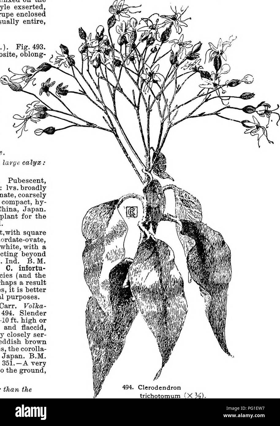 Tubular campanulate Black and White Stock Photos & Images - Alamy