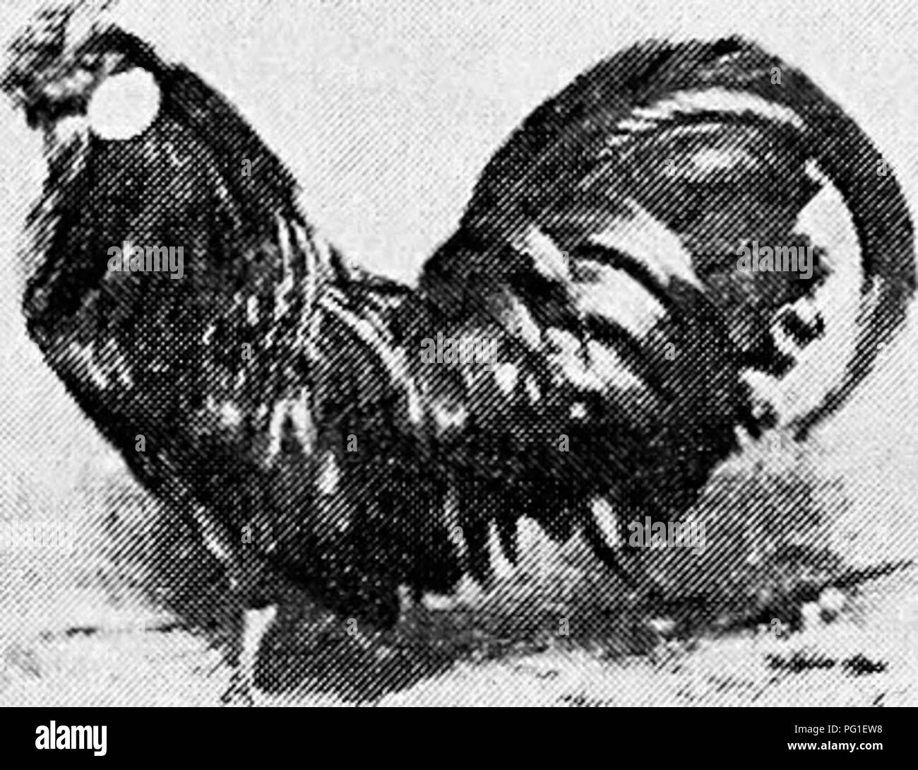 This work provides a comprehensive overview of poultry care and ...