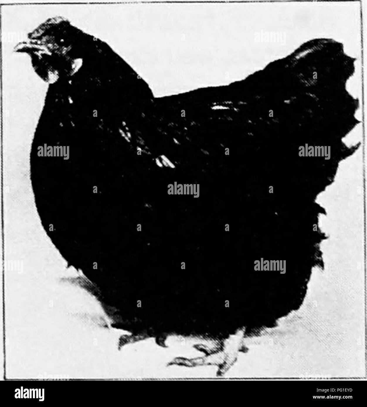 This entry outlines the breeding process and characteristics of the ...