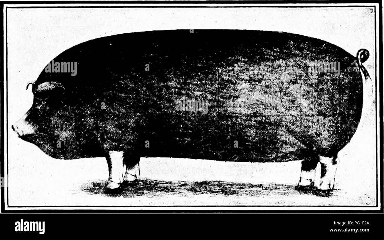 This image depicts ideal hog types for swine judging, based on the ...