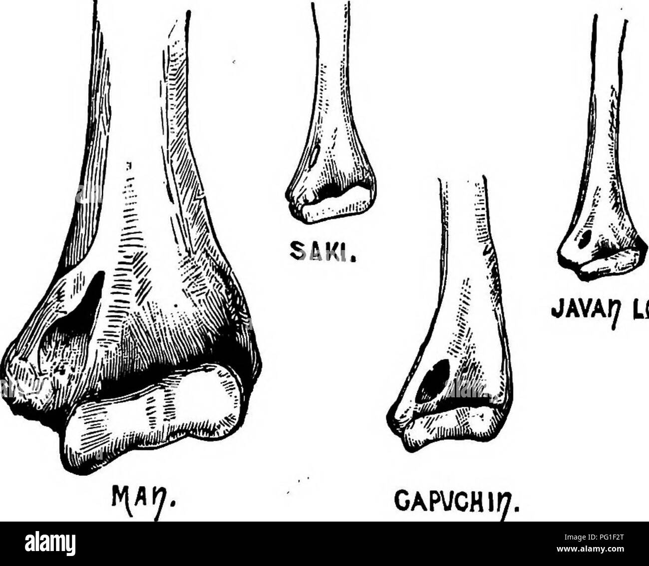Tibia fossil hi-res stock photography and images - Alamy