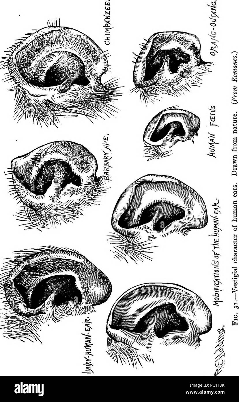 This work presents evidence from morphology in support of evolutionary ...
