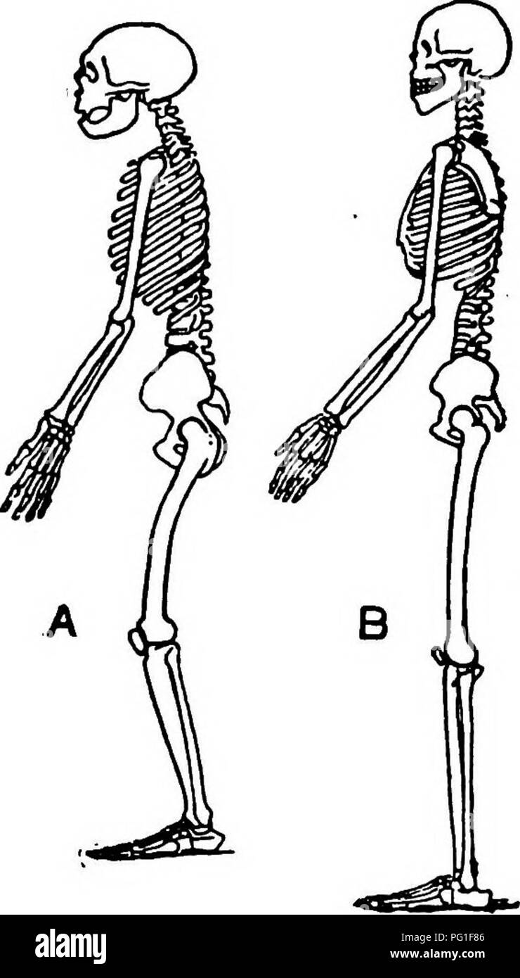 This collection discusses the evolutionary development of early humans ...