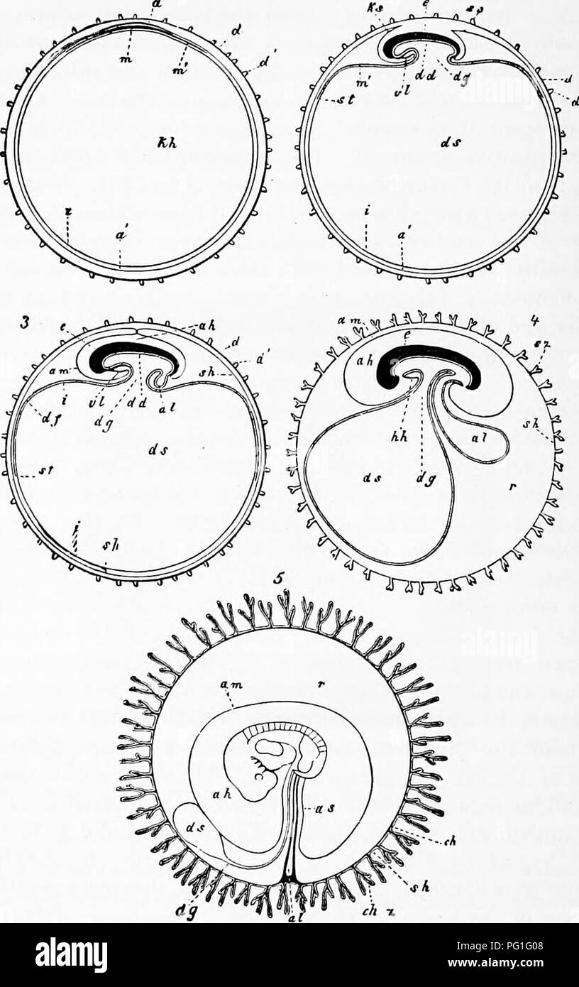 A diagram from a zoology textbook illustrates the stages of embryo ...