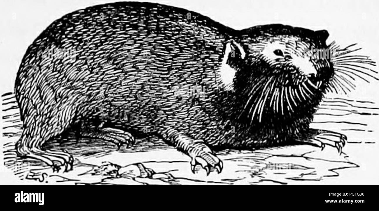 Sewellel hi-res stock photography and images - Alamy