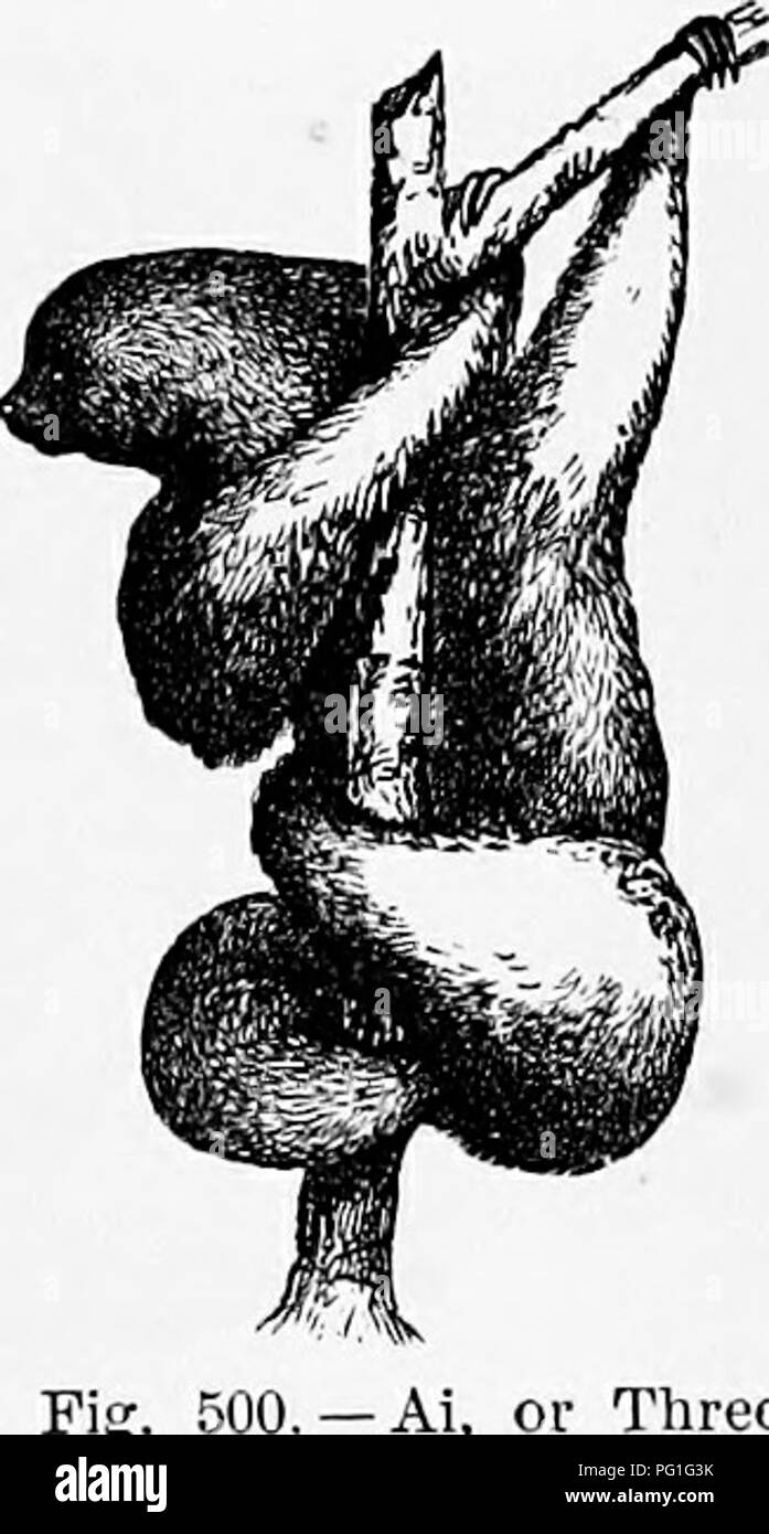 Slender Limbs Stock Photos & Slender Limbs Stock Images - Alamy