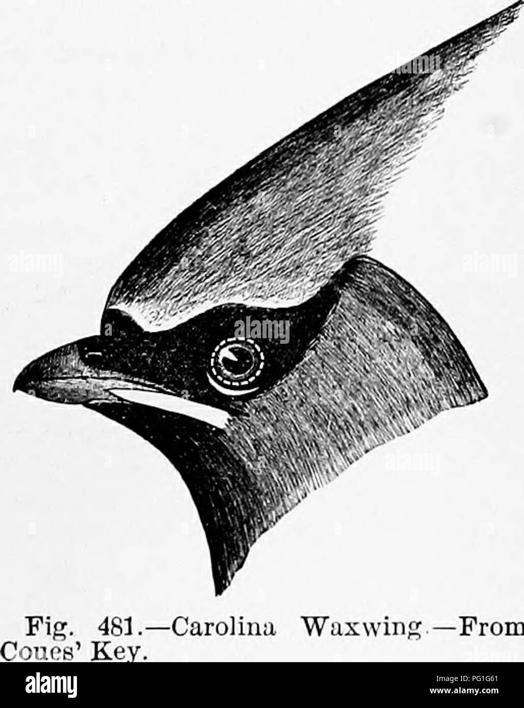 Conical beaks hi-res stock photography and images - Alamy