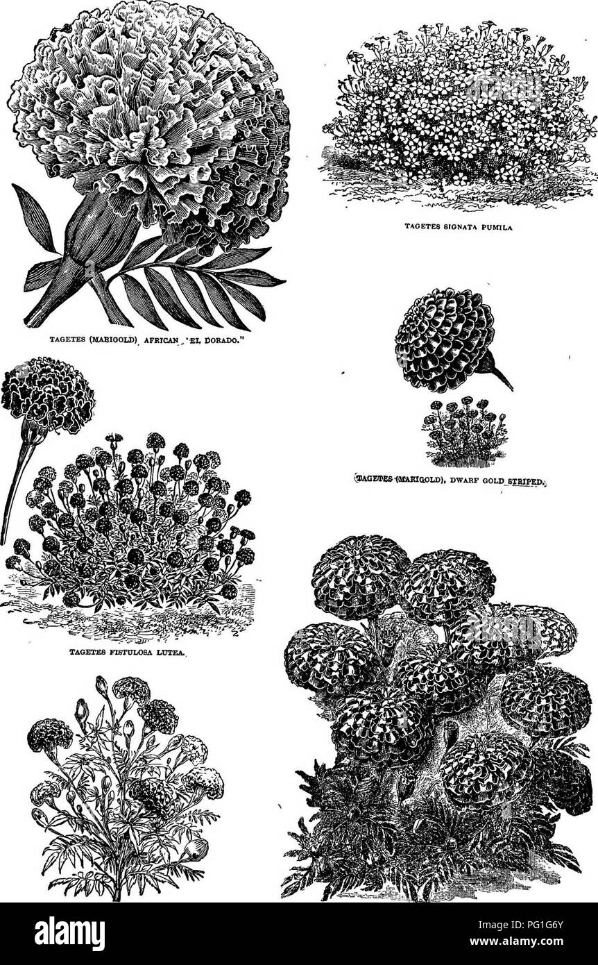 This comprehensive gardening handbook by Peter Henderson provides ...