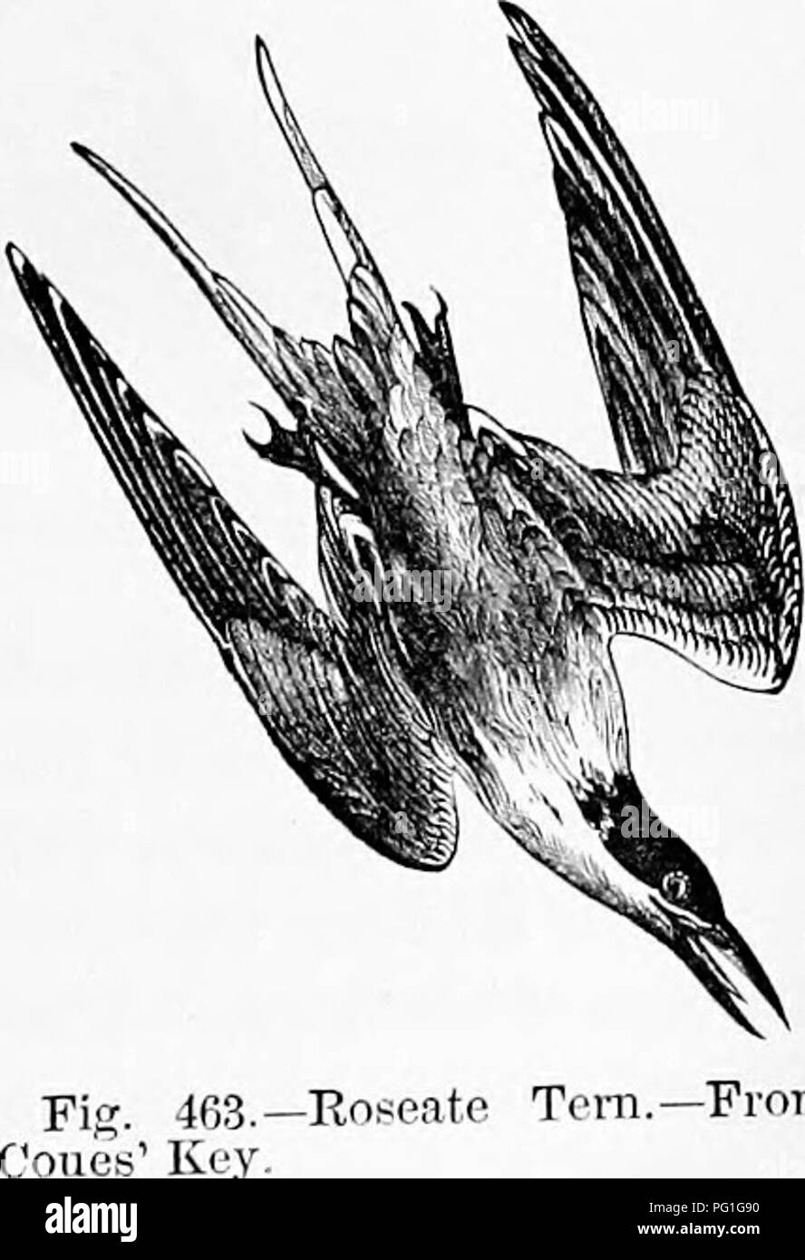 This zoological textbook covers a wide range of animals, including ...