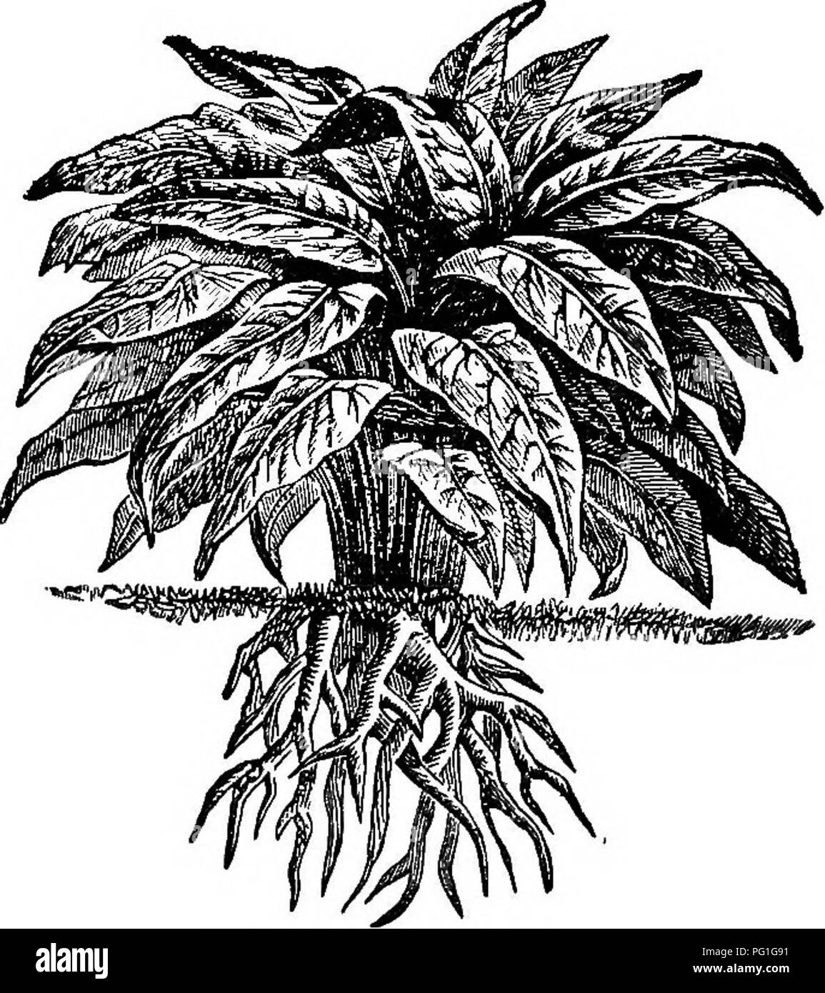 Henderson's Handbook of Plants and General Horticulture is a ...