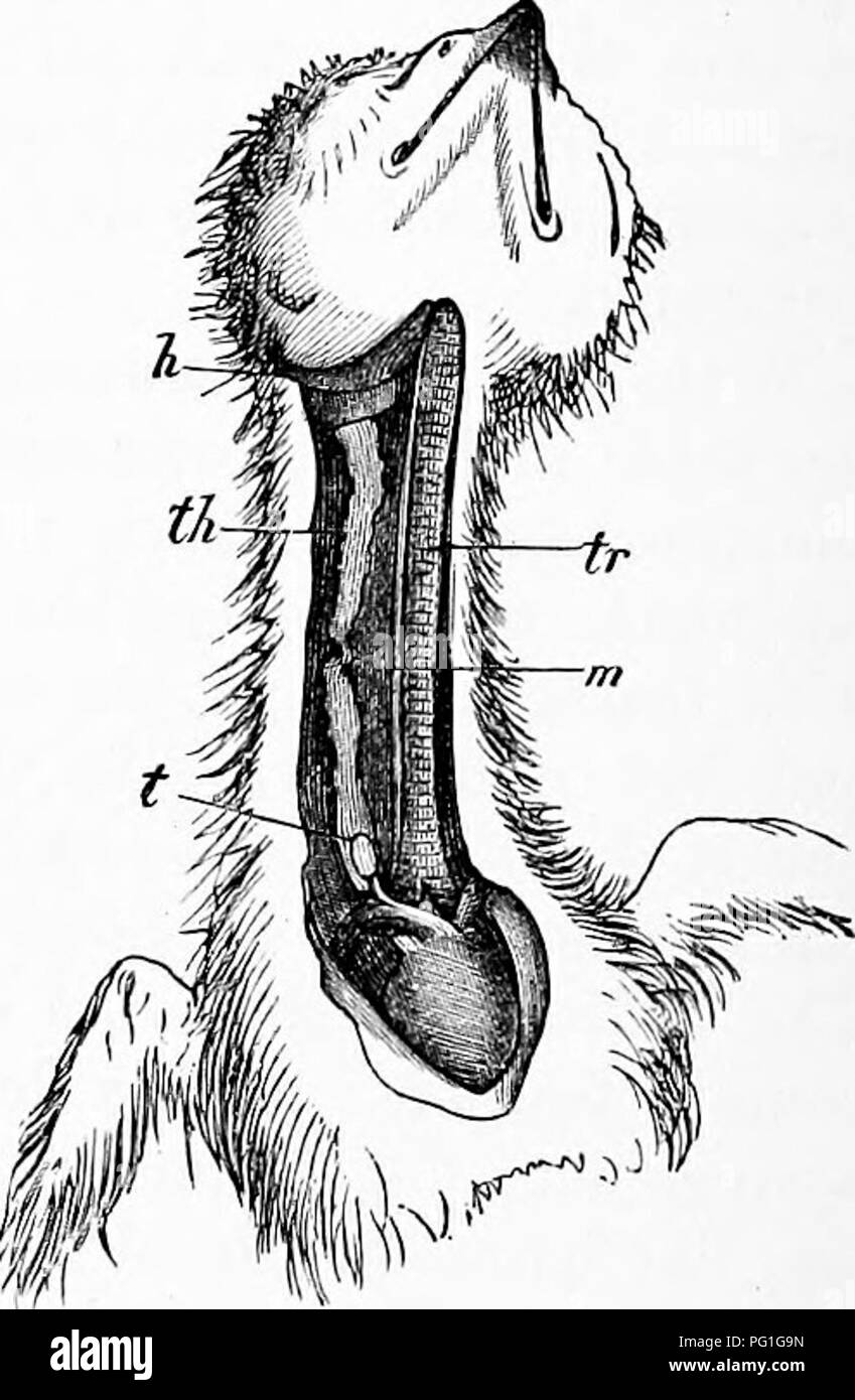This textbook on zoology presents the structure and function of various ...