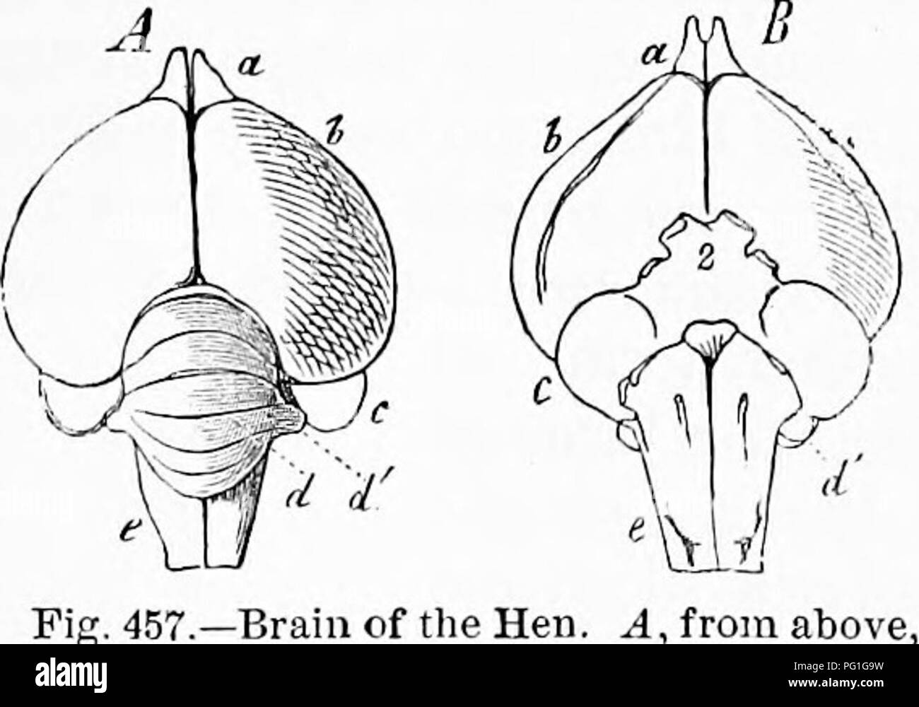 This text on zoology explains various aspects of bird anatomy ...