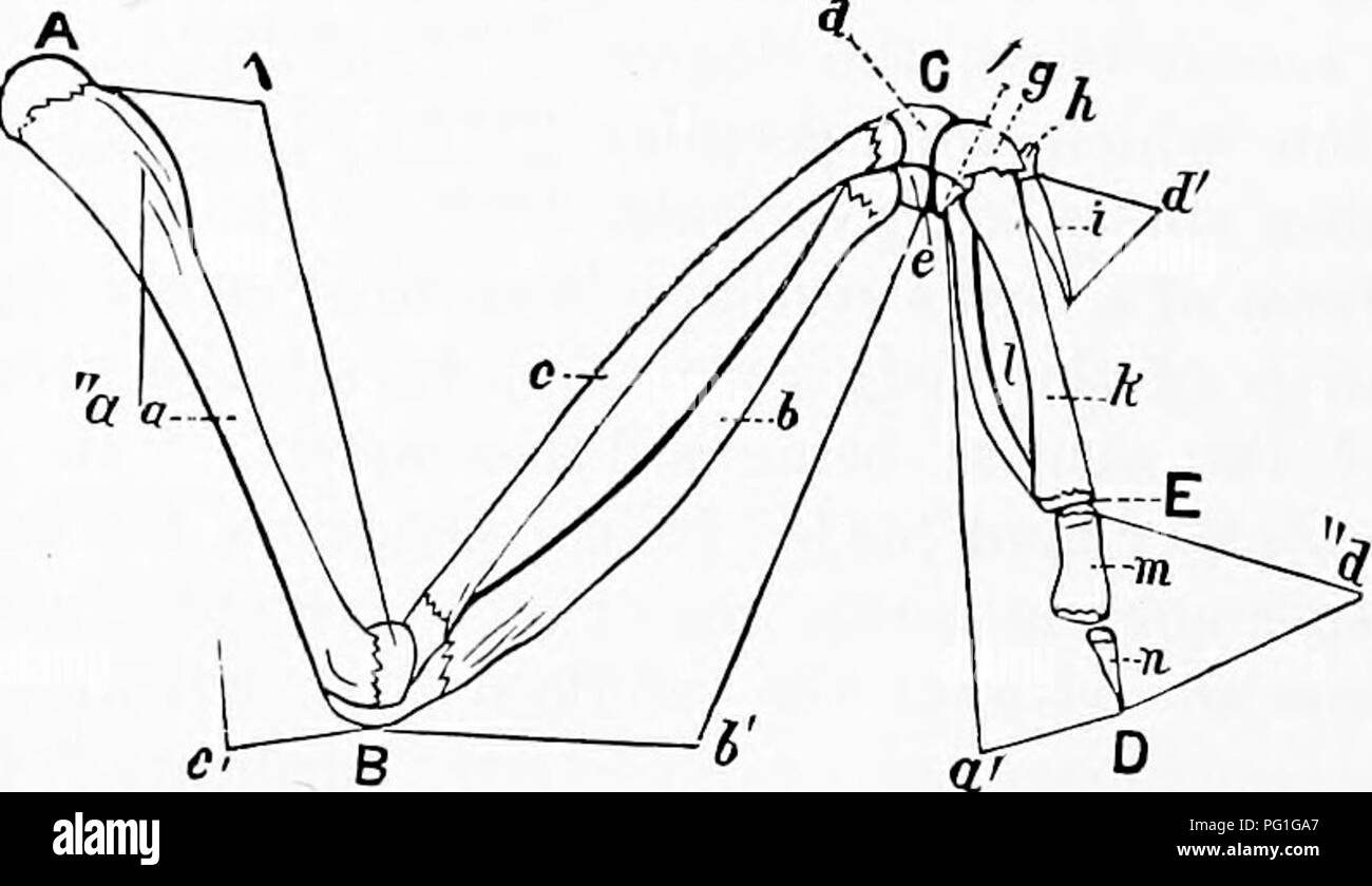 This zoology text provides detailed descriptions of bird anatomy ...