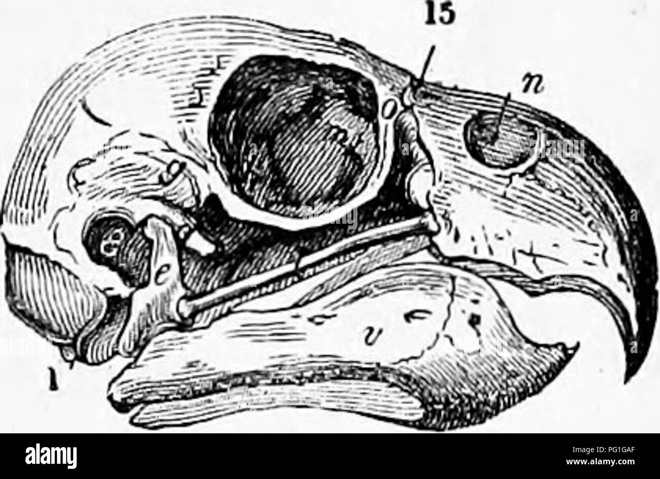 This work provides an overview of zoological principles, specifically ...