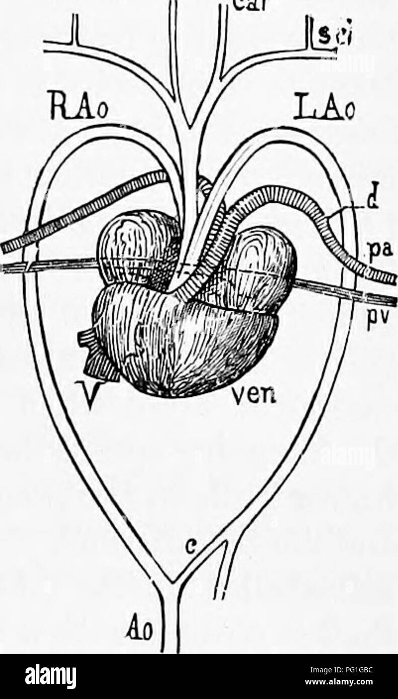 Turtle organs diagram hi-res stock photography and images - Alamy