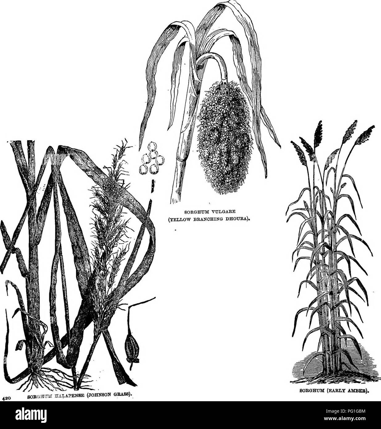 This handbook provides practical information on gardening and general ...