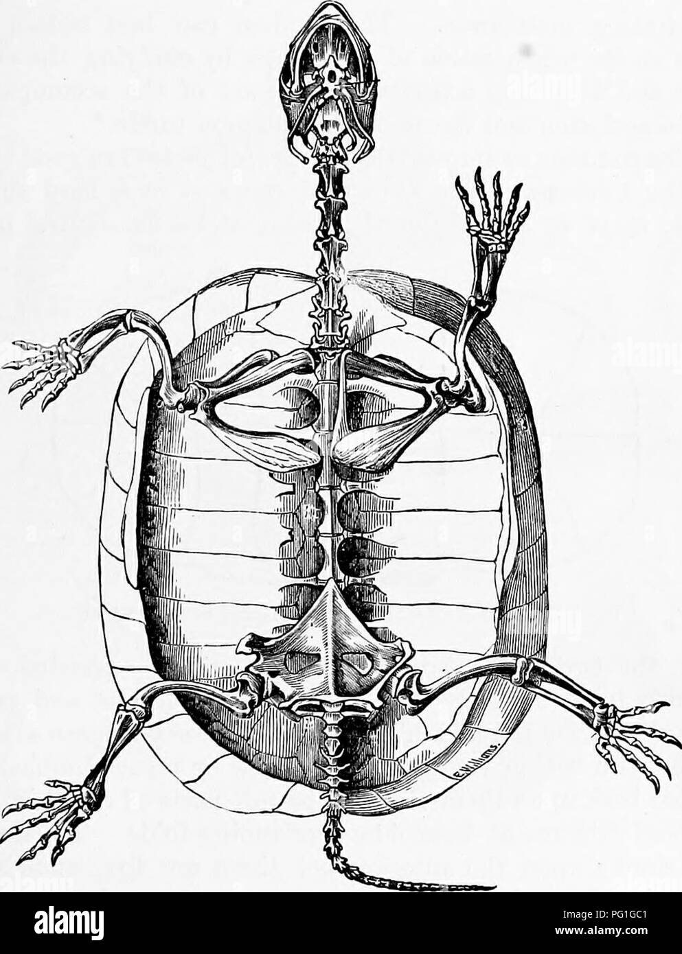 Anatomy of the turtle shell Black and White Stock Photos & Images - Alamy