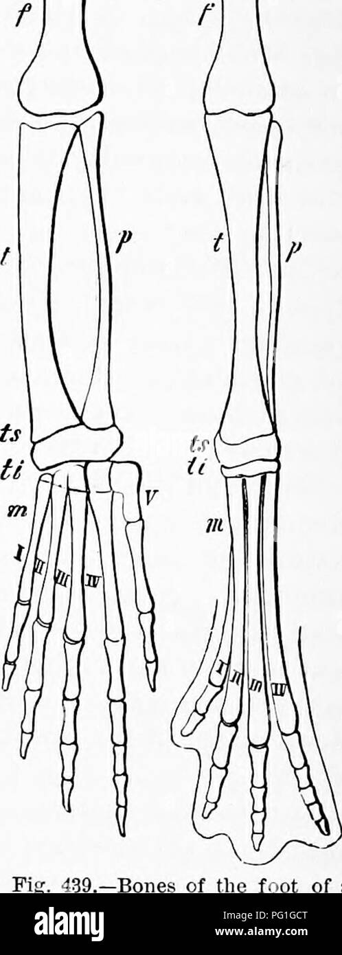 Quadrate jaw bone hi-res stock photography and images - Alamy