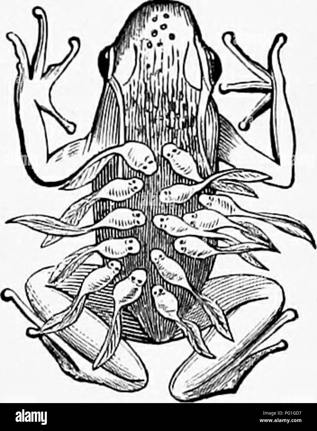 This section explains the phenomenon of suppressed metamorphosis in ...