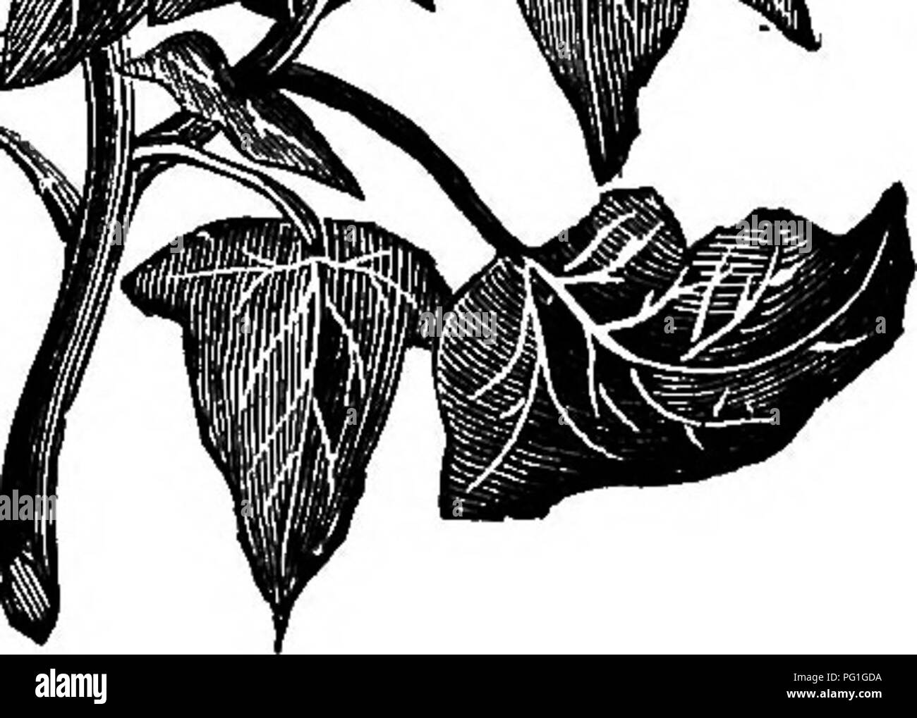 This handbook covers a wide range of plants and horticultural practices ...