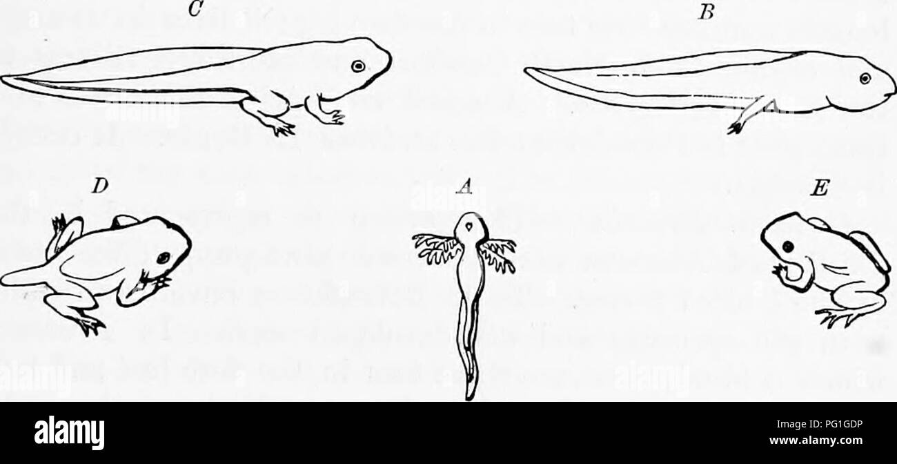 This zoology text discusses the metamorphosis of amphibians ...