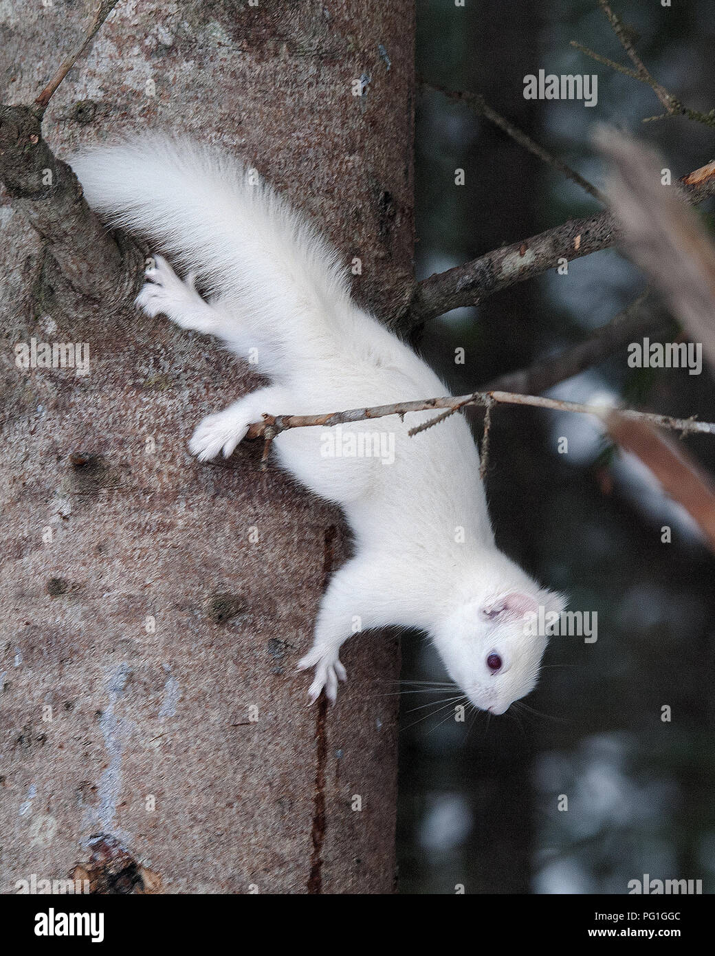Albino squirrel portrait hi-res stock photography and images - Alamy