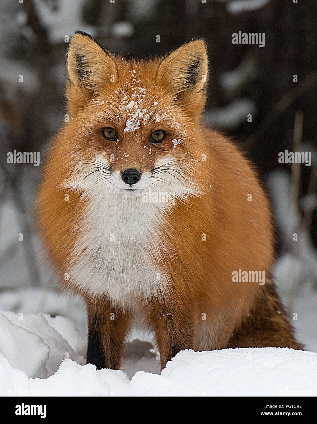 Red Fox in its winter surrounding Stock Photo - Alamy