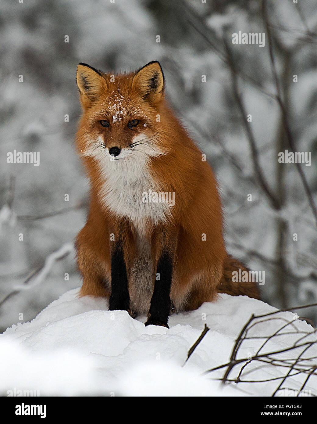 Red Fox in its winter surrounding Stock Photo - Alamy