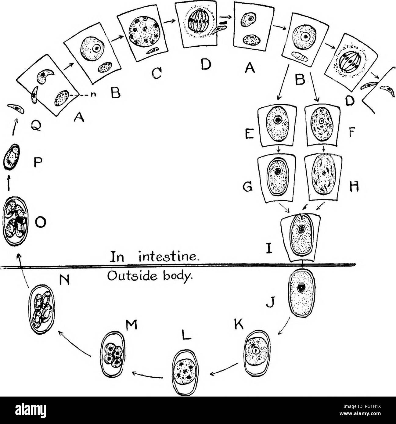 Coccidians hi-res stock photography and images - Alamy
