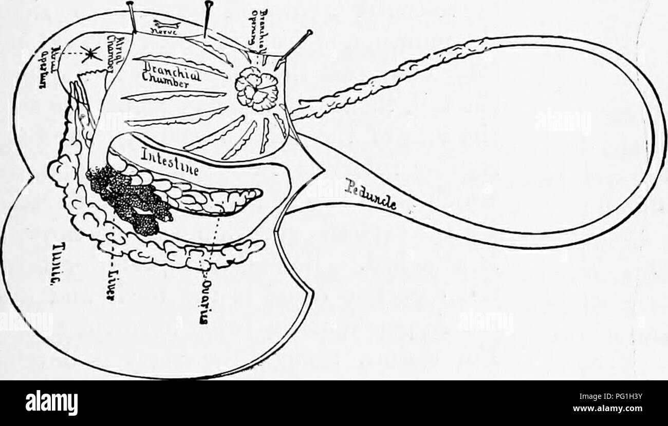 This section focuses on the structure of Appendicularia, a simple ...