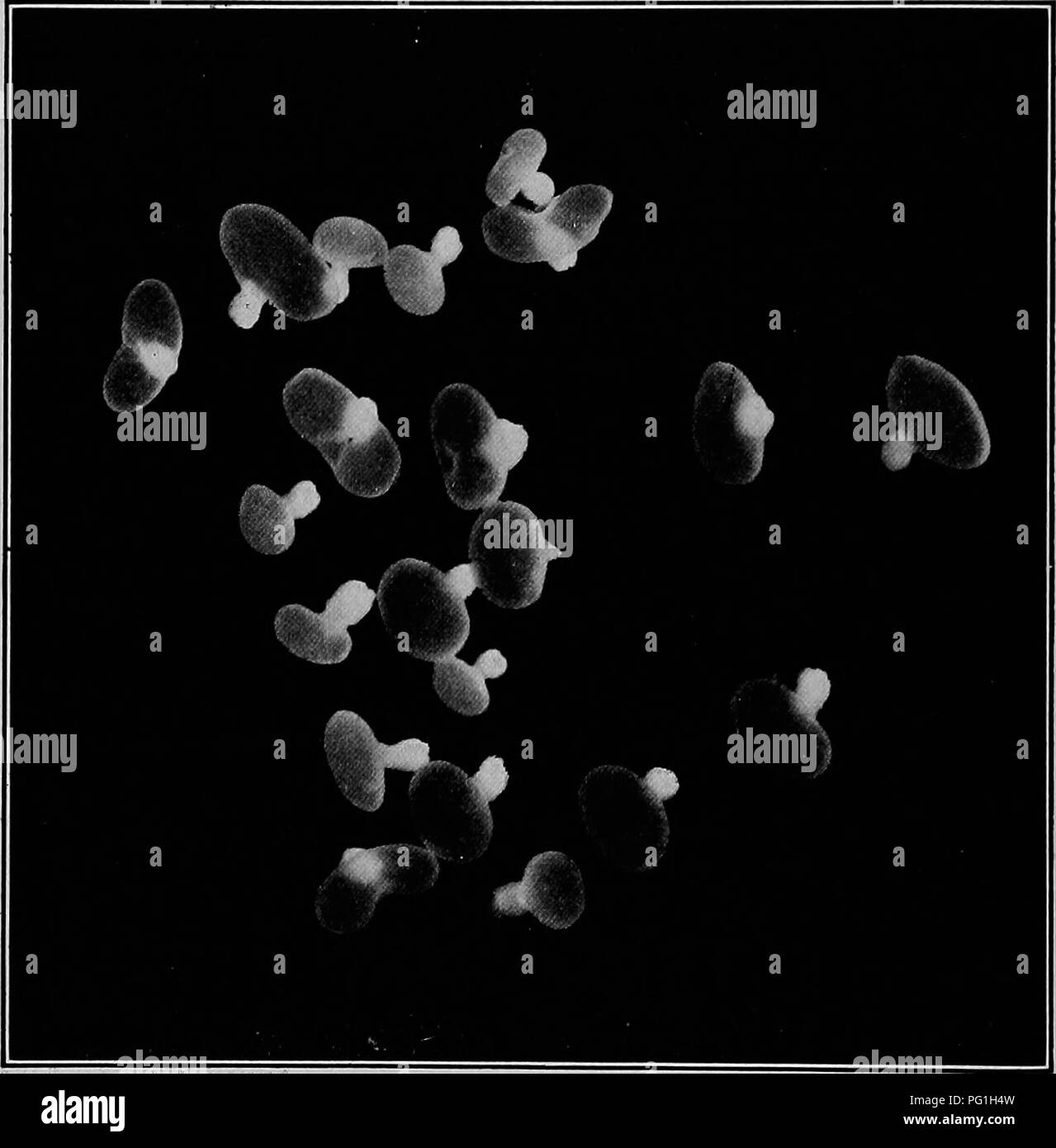 Infested with parasites Black and White Stock Photos & Images - Alamy