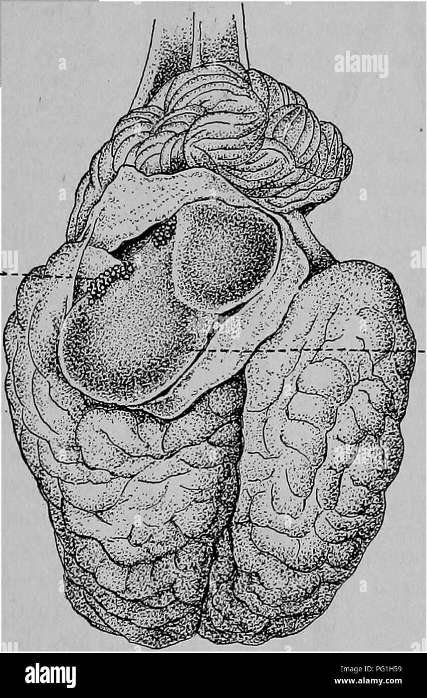 This work discusses the role of dogs as carriers of parasites like Gid ...