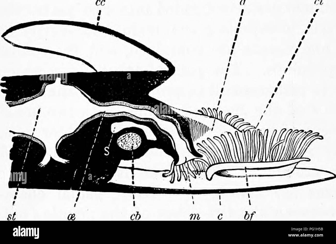 Digestive system diagram Black and White Stock Photos & Images - Alamy