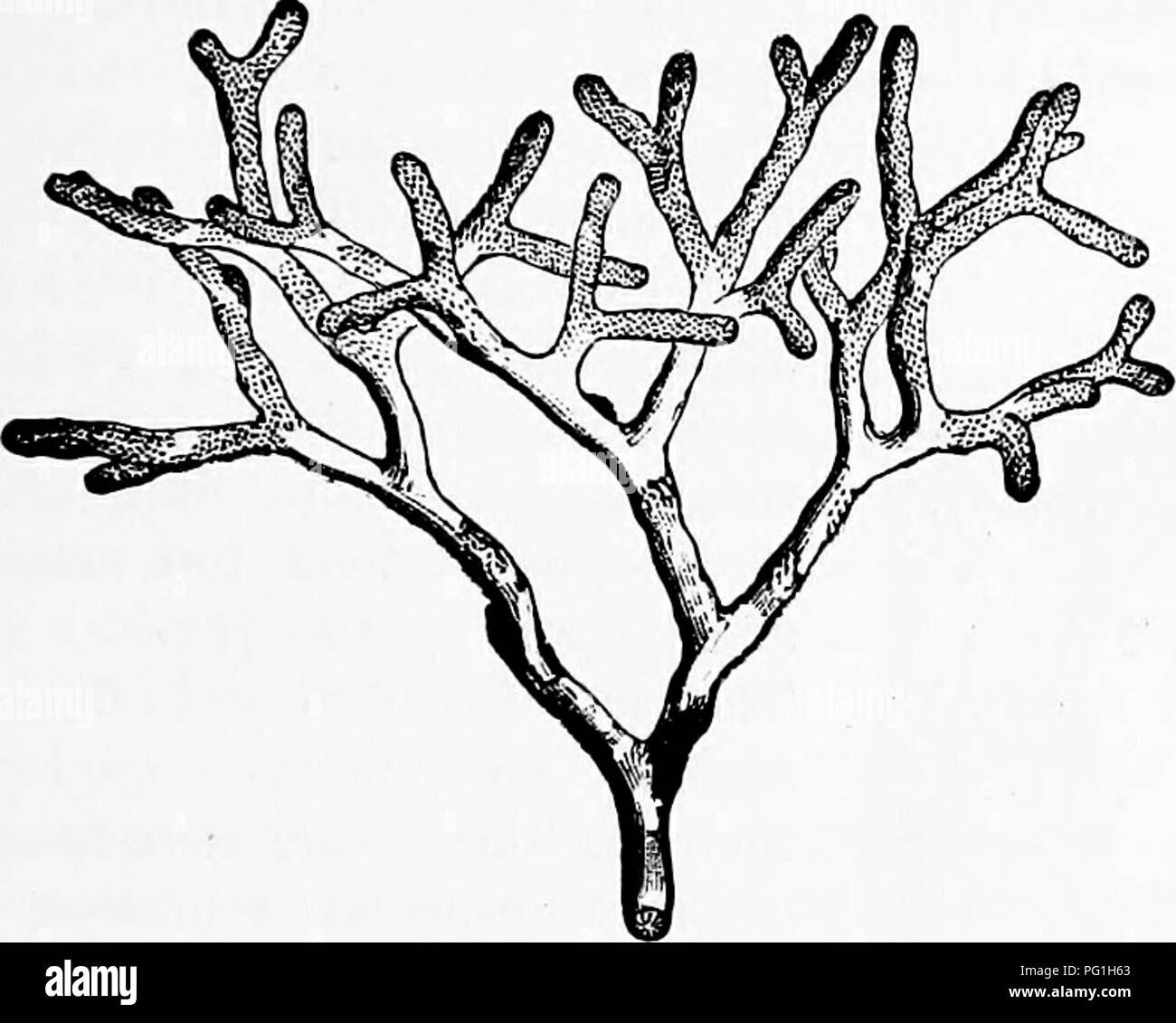Polyzoa, a group of colonial aquatic invertebrates, are examined for ...
