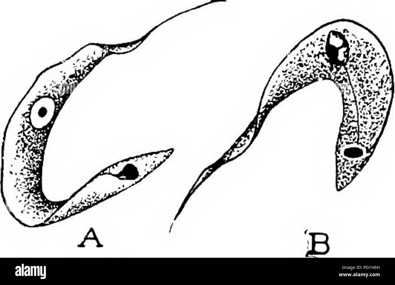 This work on medical parasitology addresses the role of Trypanosoma ...