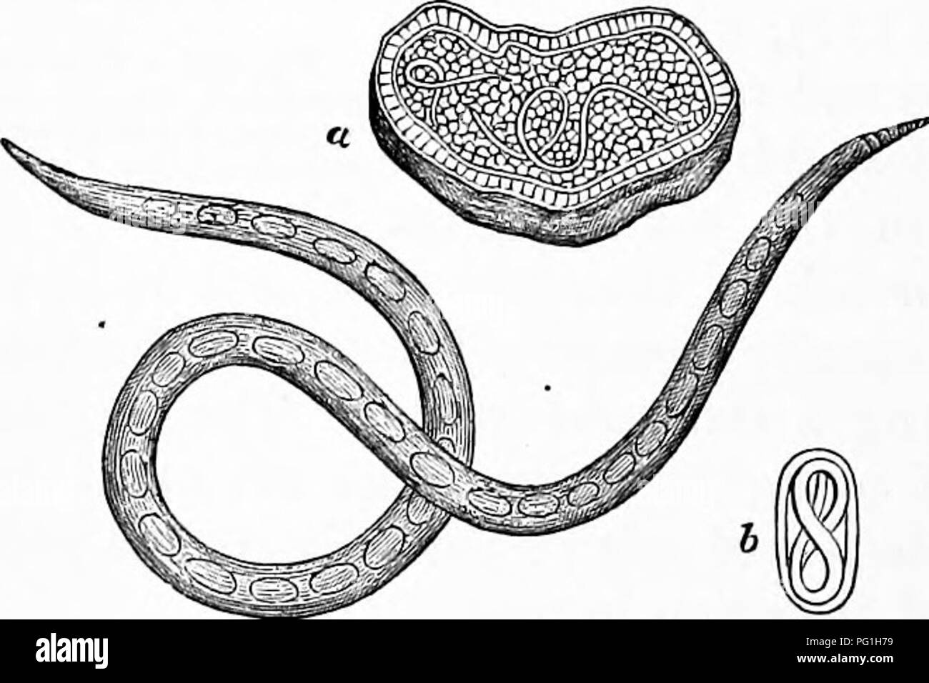 Cyclops th hi-res stock photography and images - Alamy