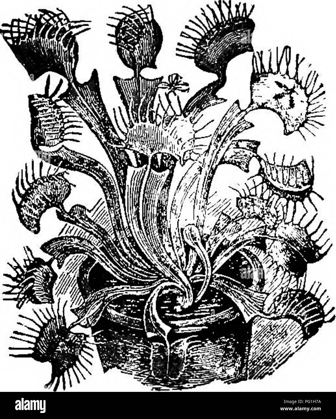 This comprehensive horticultural handbook by Peter Henderson provides ...