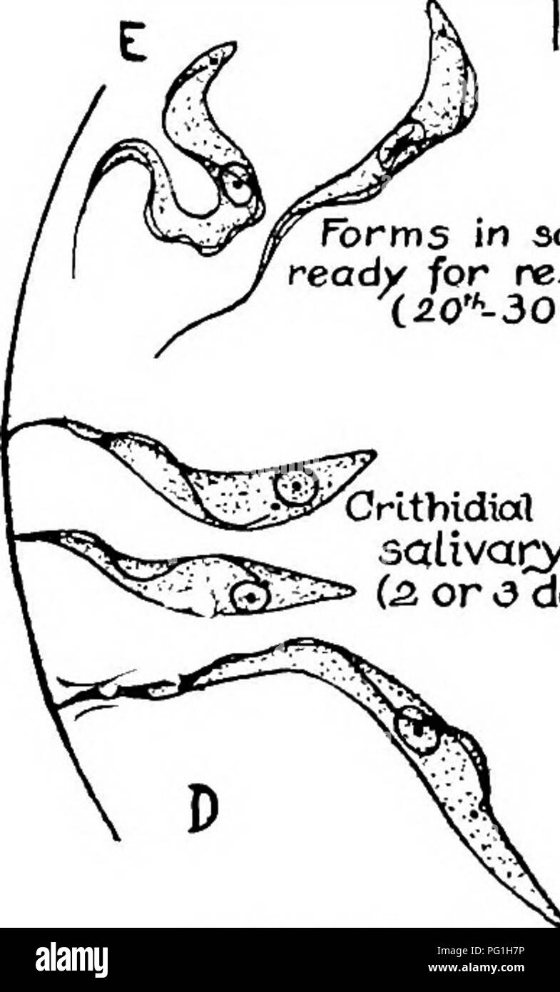 Tsetse fly bite hi-res stock photography and images - Alamy