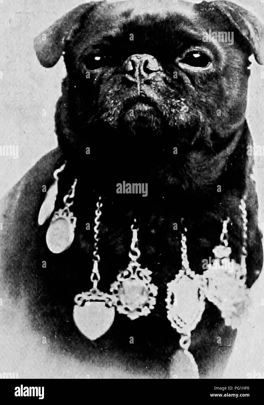 This book presents a comprehensive natural history of the Pug dog ...