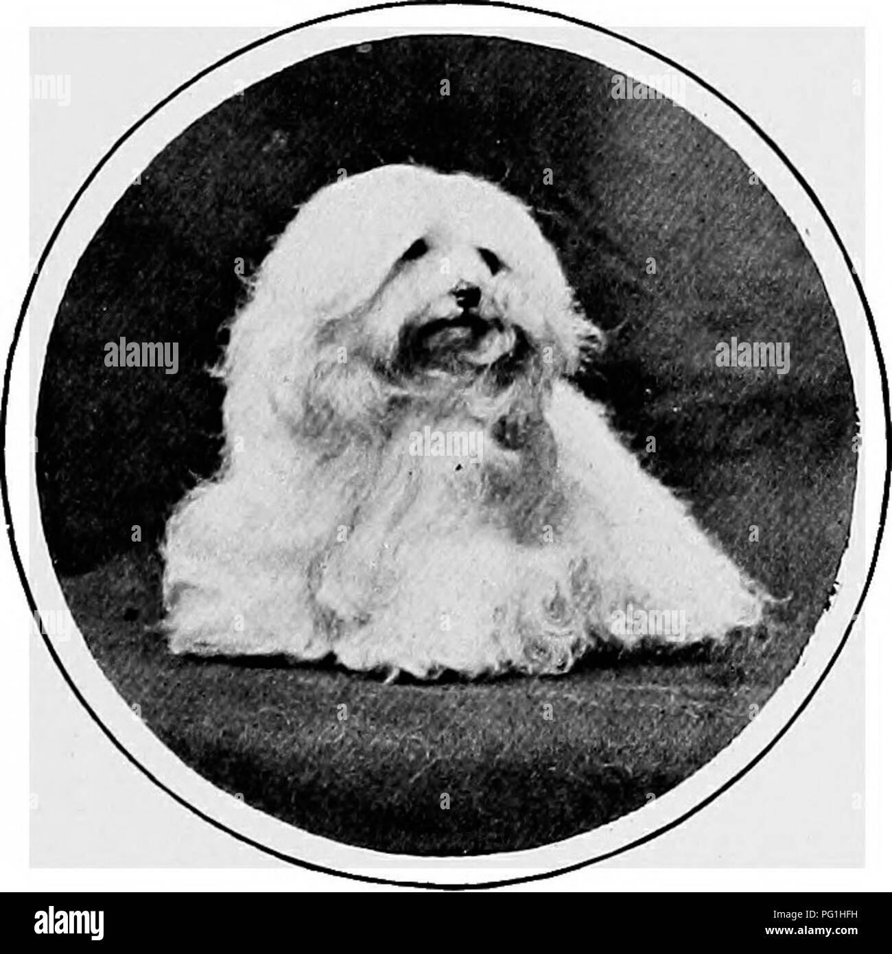 Birmingham park dog hi-res stock photography and images - Alamy