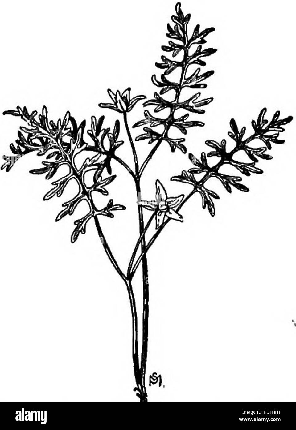 Pinnately Divided Leaves High Resolution Stock Photography and Images ...