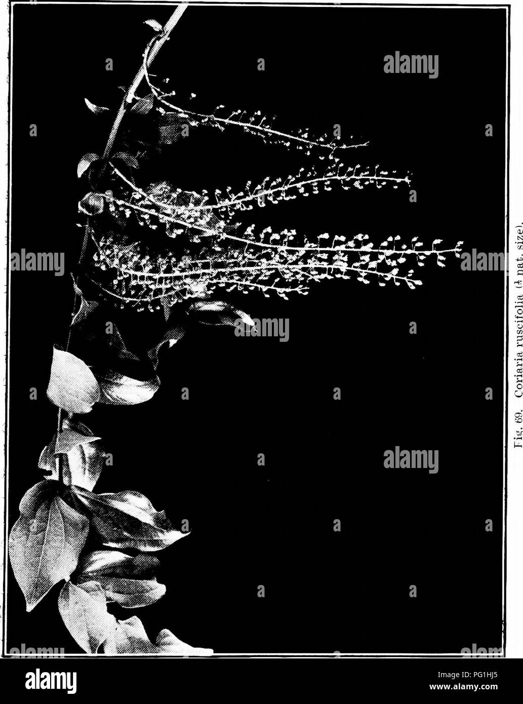A botanical study of New Zealand's Tutu family, detailing the plant ...