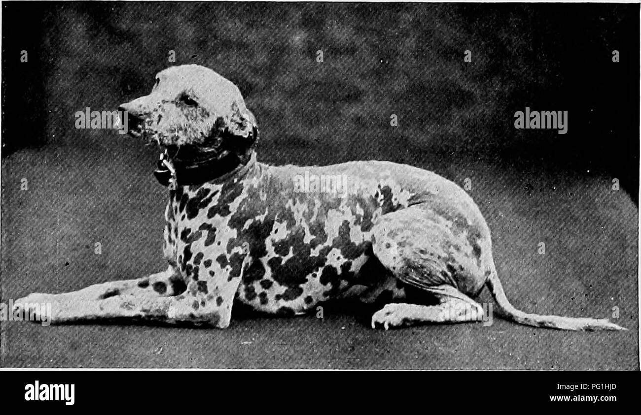 Crest on the back of its head Black and White Stock Photos & Images - Alamy