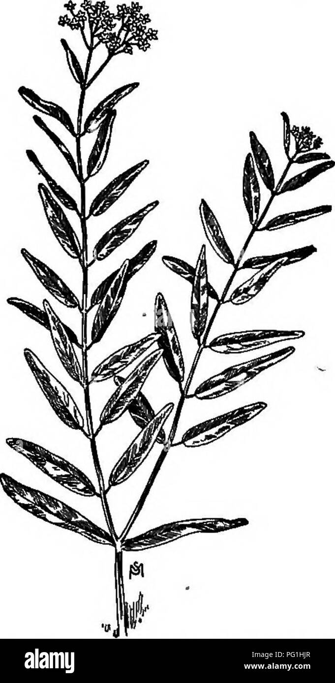 Amy root hi-res stock photography and images - Alamy