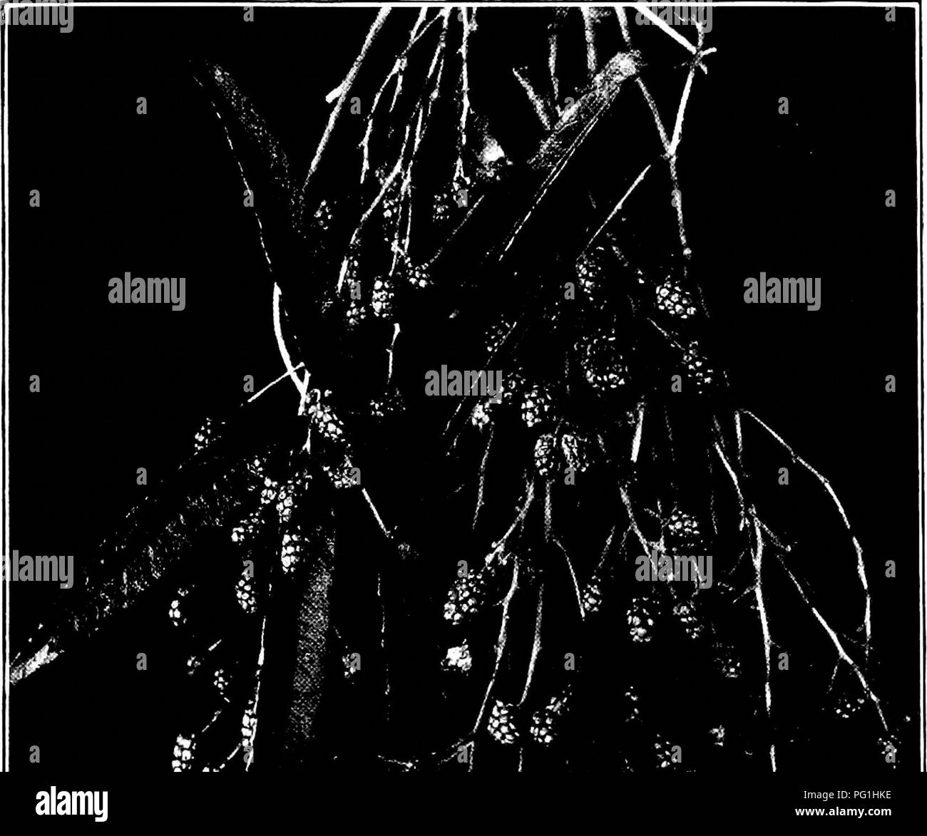 Laing rose Black and White Stock Photos & Images - Alamy