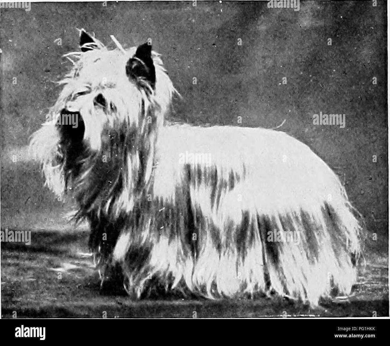 What Dogs Have A White Tipped Tail