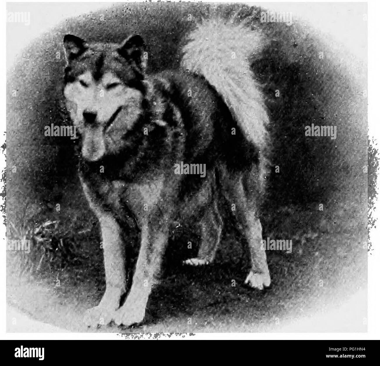 This comprehensive work covers the history, breeding, and management of ...