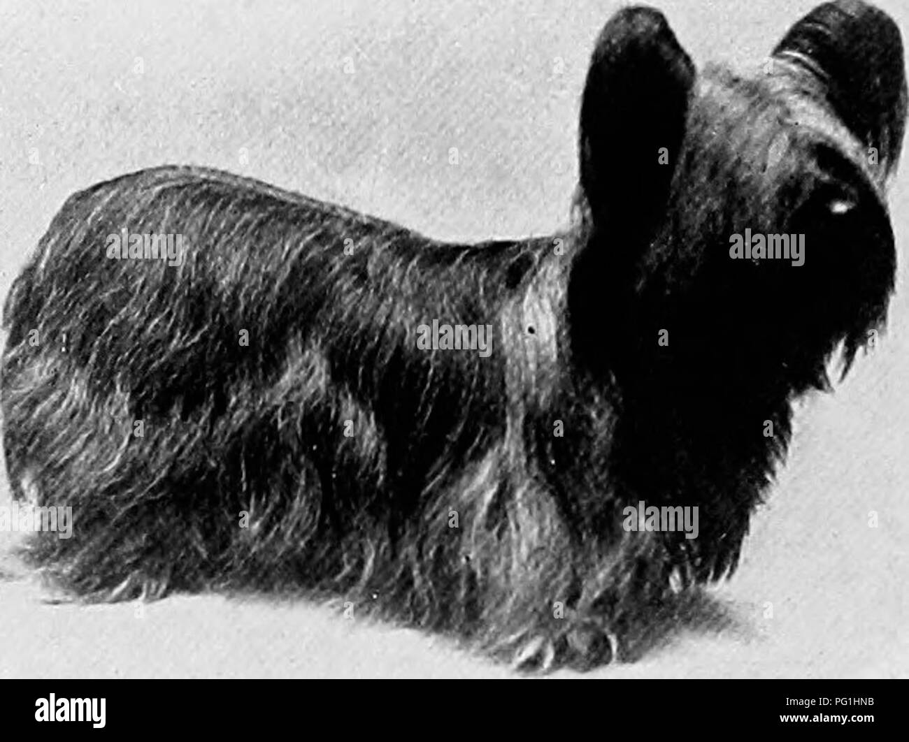 This book provides a detailed natural history of British dogs ...