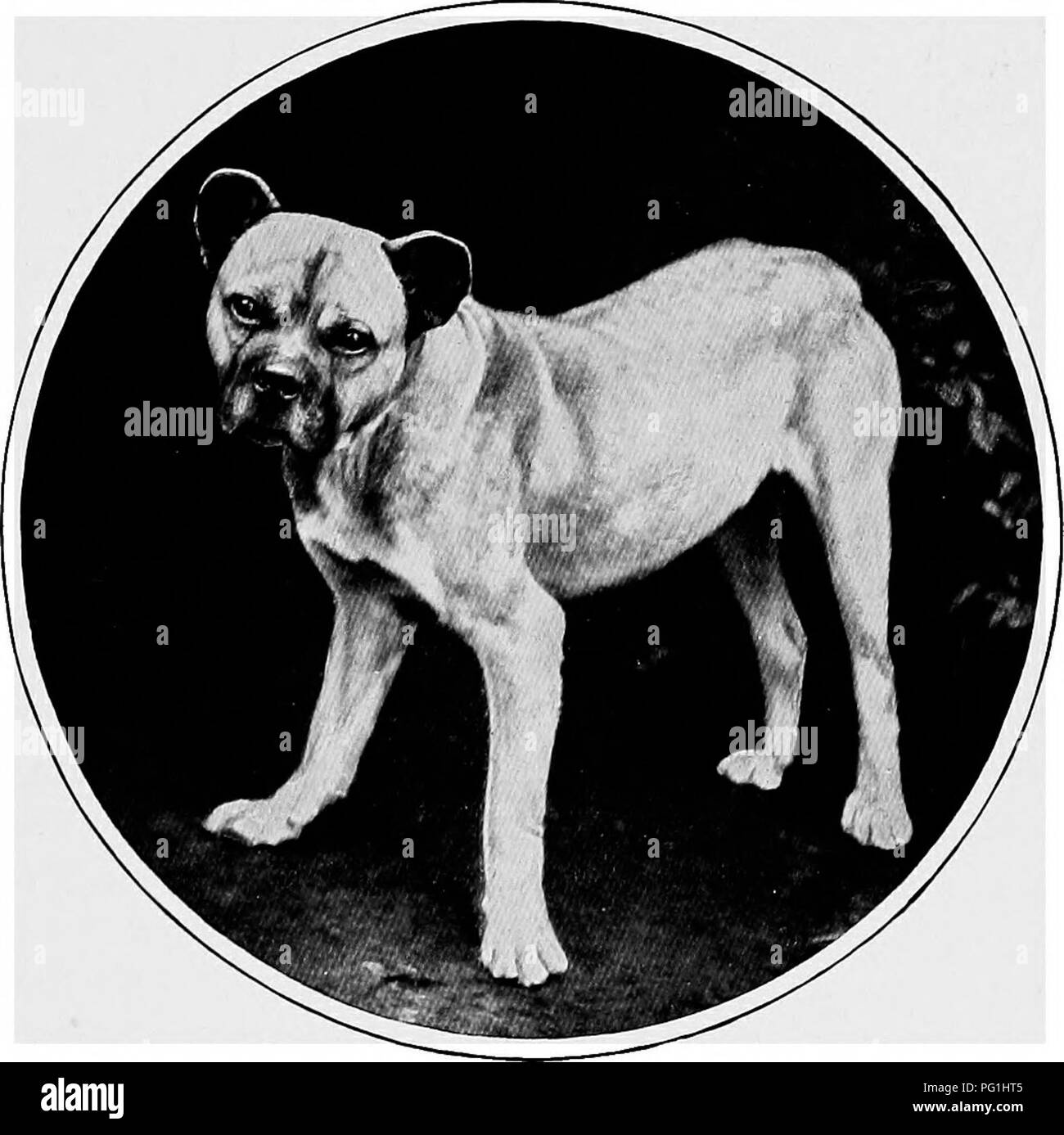 This comprehensive guide provides detailed information on British dogs ...